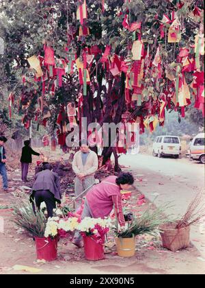View of Lam Tsuen Wishing Tree on February 17, 2026 in Tai Po, New ...