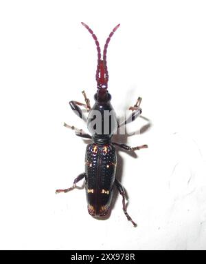 Straight-snouted Weevils (Brentidae) Insecta Stock Photo - Alamy