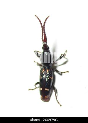 Straight-snouted Weevils (Brentidae), Insecta, Cayo District, Belize ...