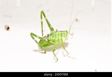 Garden Katydids (Caedicia) Insecta Stock Photo - Alamy