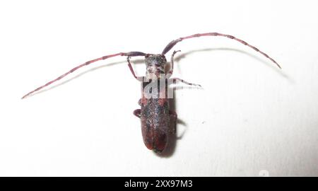 (Eunidia spilotoides) Insecta Stock Photo - Alamy