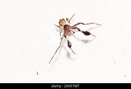 Bearded-legs Crab Spider (Stephanopis barbipes) Arachnida Stock Photo ...
