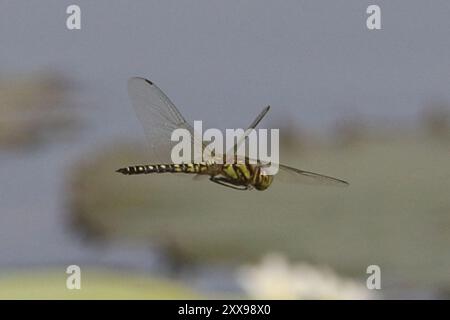 Water Prince (Hydrobasileus brevistylus) Insecta Stock Photo - Alamy