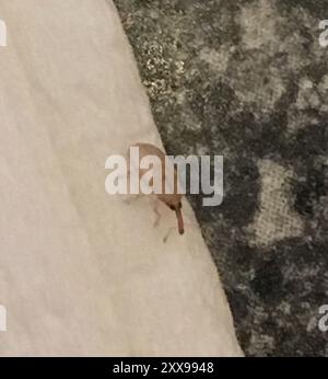 (Notolomus basalis) Insecta Stock Photo - Alamy