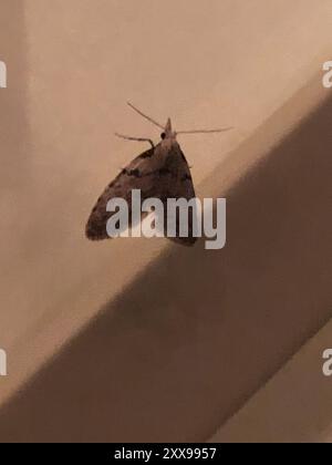 Owlet Moths and Allies (Noctuoidea), Insecta, Belchertown, MA 01007 ...