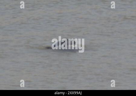 Yangtze Finless Porpoise (Neophocaena asiaeorientalis) Mammalia Stock ...