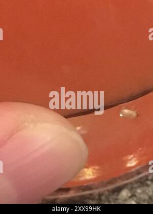 (Notolomus basalis) Insecta Stock Photo - Alamy