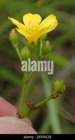Wild Flax (Linum thunbergii) Plantae Stock Photo - Alamy