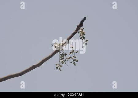 Indian Ash (Lannea coromandelica) Plantae Stock Photo - Alamy
