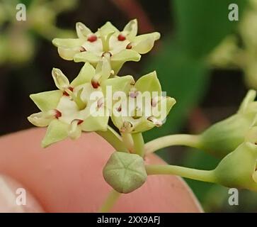 Soap Bush (Helinus integrifolius) Plantae Stock Photo - Alamy