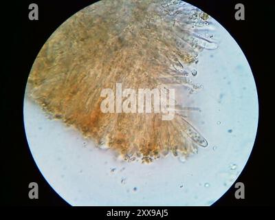 (Capronia pilosella) Fungi Stock Photo - Alamy