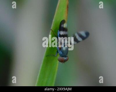 Banded-wing Flies (Chaetopsis) Insecta Stock Photo - Alamy