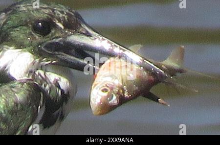 Toothless Characins (Curimatidae) Actinopterygii Stock Photo - Alamy