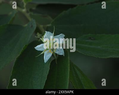 calabur tree (Muntingia calabura) Plantae Stock Photo - Alamy
