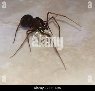 Spitting Spiders (Scytodidae) Arachnida Stock Photo - Alamy