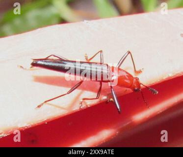 (Compsolanguria concinna) Insecta Stock Photo - Alamy