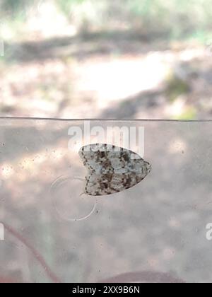 Little Ochre Lichen Moth (Clemensia ochreata) Insecta Stock Photo - Alamy