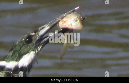 Toothless Characins (Curimatidae) Actinopterygii Stock Photo - Alamy