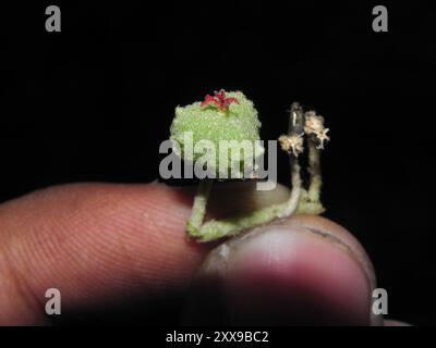 Suryavarti (Chrozophora rottleri) Plantae Stock Photo - Alamy