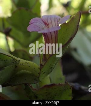 Austral Brooklime (Gratiola peruviana) Plantae Stock Photo - Alamy