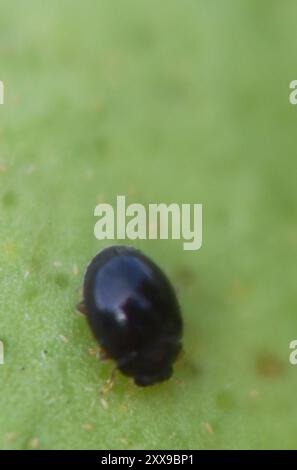 Mite-eating Ladybirds (Stethorus) Insecta Stock Photo - Alamy