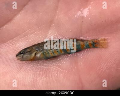 Orangethroat Darter (Etheostoma spectabile) Actinopterygii Stock Photo ...