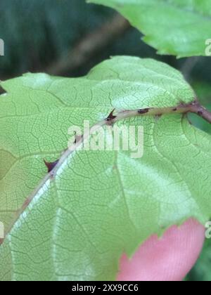 Bush lawyer (Rubus cissoides) Plantae Stock Photo - Alamy