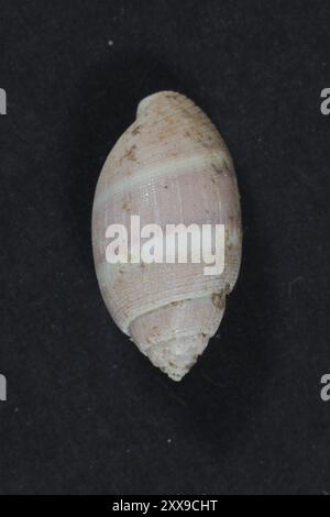 Beerbarrel Shell (Acteon tornatilis) Mollusca Stock Photo - Alamy