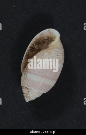 Beerbarrel Shell (Acteon tornatilis) Mollusca Stock Photo - Alamy