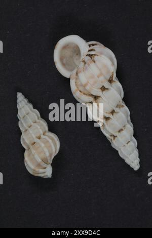 Common Wentletrap (Epitonium clathrus) Mollusca Stock Photo - Alamy