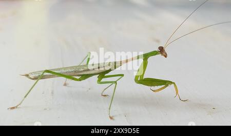 (Stagmomantis nahua) Insecta Stock Photo - Alamy