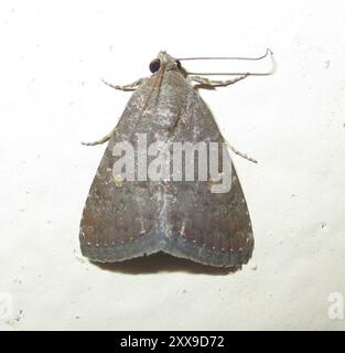 White Point (Amyna punctum) Insecta Stock Photo - Alamy