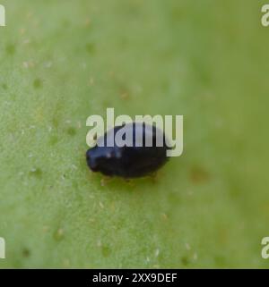 Mite-eating Ladybirds (Stethorus) Insecta Stock Photo - Alamy