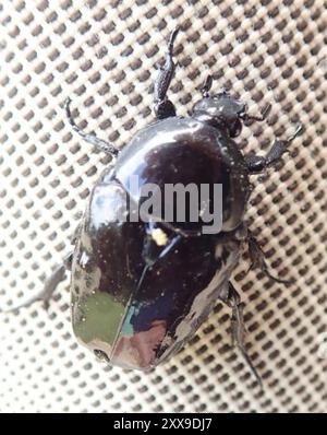 Black Mirror Chafer (Diplognatha gagates silicea) Insecta Stock Photo ...