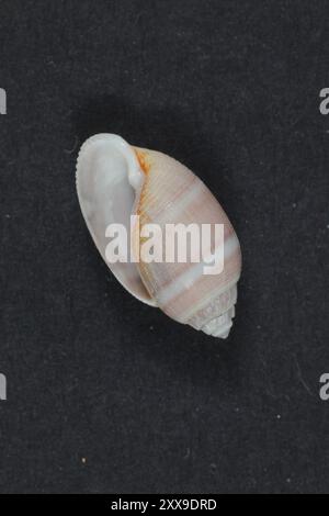 Beerbarrel Shell (Acteon tornatilis) Mollusca Stock Photo - Alamy