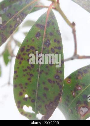Mountain Laurel Leaf Spot (Mycosphaerella colorata) Fungi Stock Photo ...
