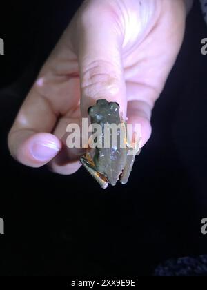 (Pithecopus gonzagai) Amphibia Stock Photo - Alamy