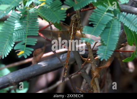 (Rhionaeschna bonariensis) Insecta Stock Photo - Alamy