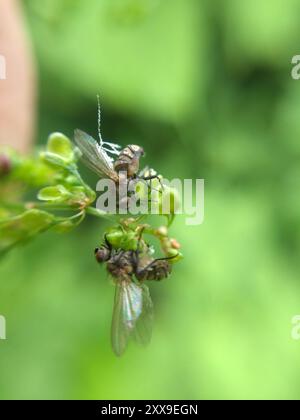Fly Death Fungi (Entomophthora muscae) Fungi Stock Photo - Alamy
