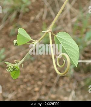 Soap Bush (Helinus integrifolius) Plantae Stock Photo - Alamy
