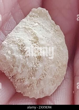 King Venus (Lirophora paphia) Mollusca Stock Photo - Alamy