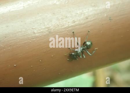 Common Giant Turtle Ant (Cephalotes atratus) Insecta Stock Photo - Alamy