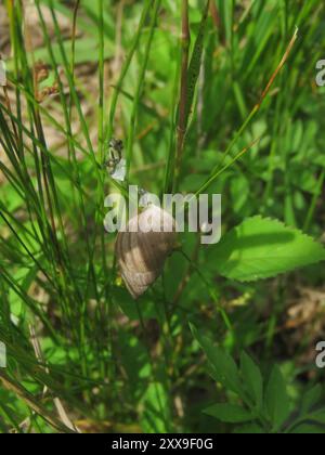 Ghost Bulimulus (Bulimulus bonariensis) Mollusca Stock Photo - Alamy