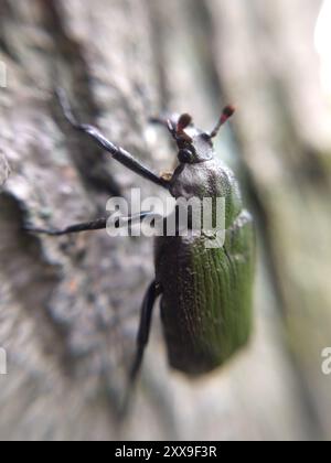 Rough Hermit Beetle (Osmoderma scabra) Insecta Stock Photo - Alamy