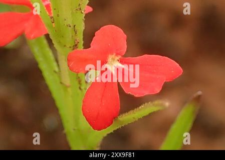 Witchweed (Striga asiatica) Plantae Stock Photo - Alamy
