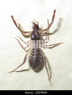 Common Romans (Solpugidae) Arachnida Stock Photo - Alamy