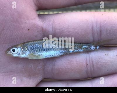 Sand Shiner (Miniellus stramineus) Actinopterygii Stock Photo - Alamy