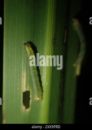 Cabbage tree moth (Epiphryne verriculata) Insecta Stock Photo - Alamy