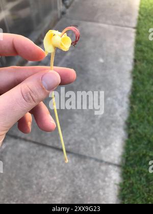 Turk's Turban (Clerodendrum indicum) Plantae Stock Photo - Alamy