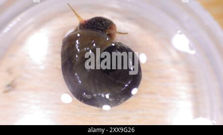 Two-ridged Ramshorn (Helisoma anceps) Mollusca Stock Photo - Alamy
